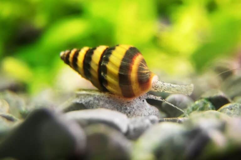 Assassin Snail Care Guide: Truth of The Killer Snail