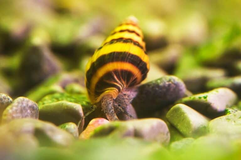 Assassin Snail Care Guide: Truth of The Killer Snail