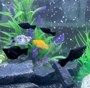 Black Molly Fish: Size, Food, & Care