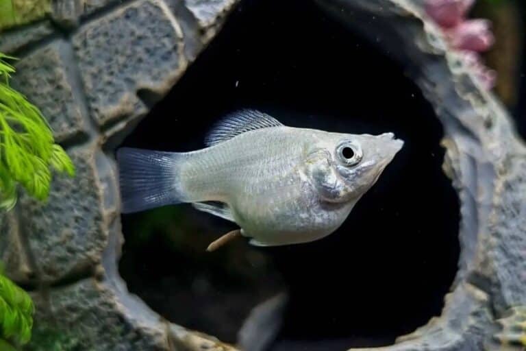 14 Molly Fish Types: Colors, Fin & Tail Variants