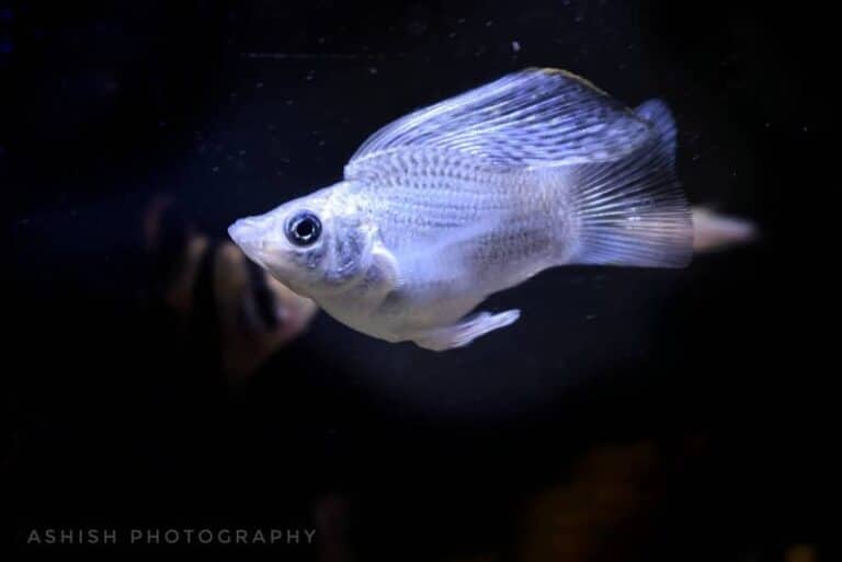 Balloon Molly Fish: Appearance, Types & Care
