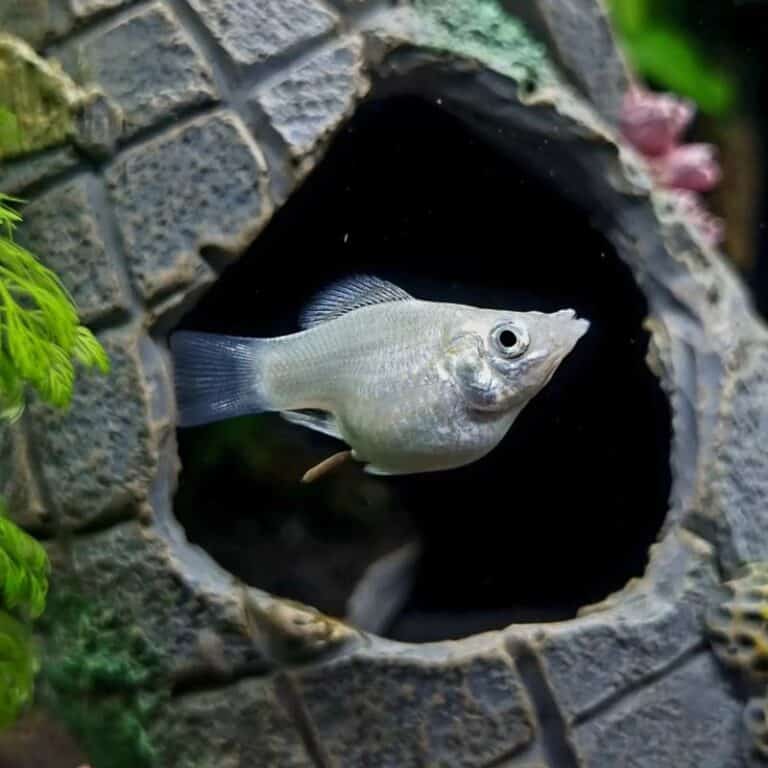 Balloon Molly Fish: Appearance, Types & Care