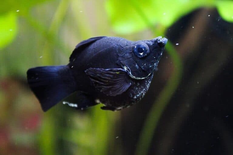 Balloon Molly Fish: Appearance, Types & Care