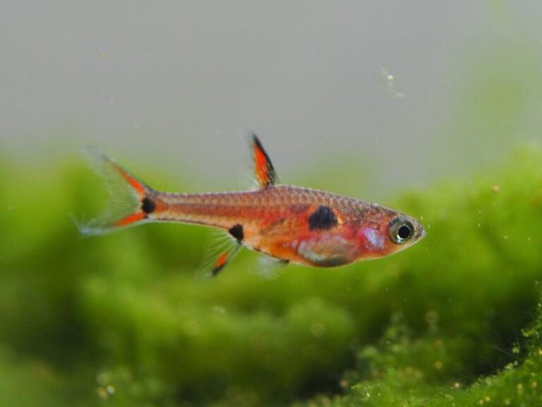 11 Stunning Types of Rasbora for Beginners