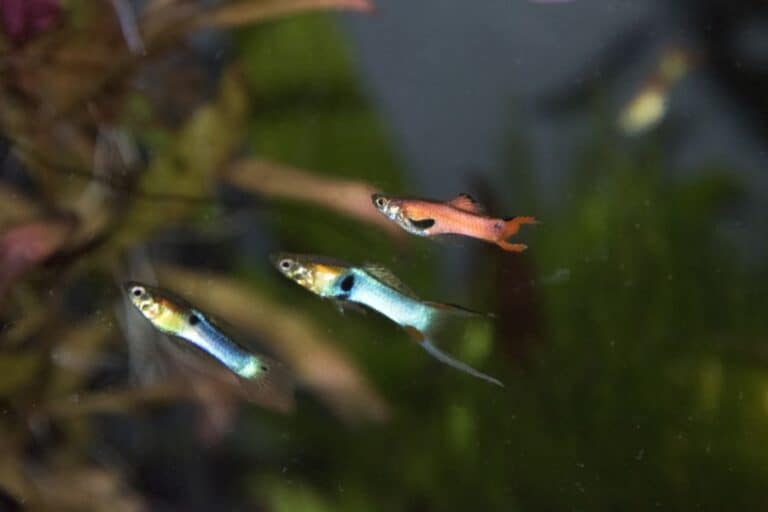 9 Best Small Fish for 1 Gallon Tank: Long Term & Short Term