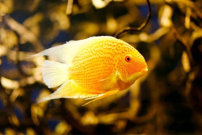 Severum Cichlid: Types, Care, Tank Mates & More