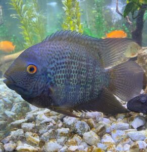 Severum Cichlid: Types, Care, Tank Mates & More