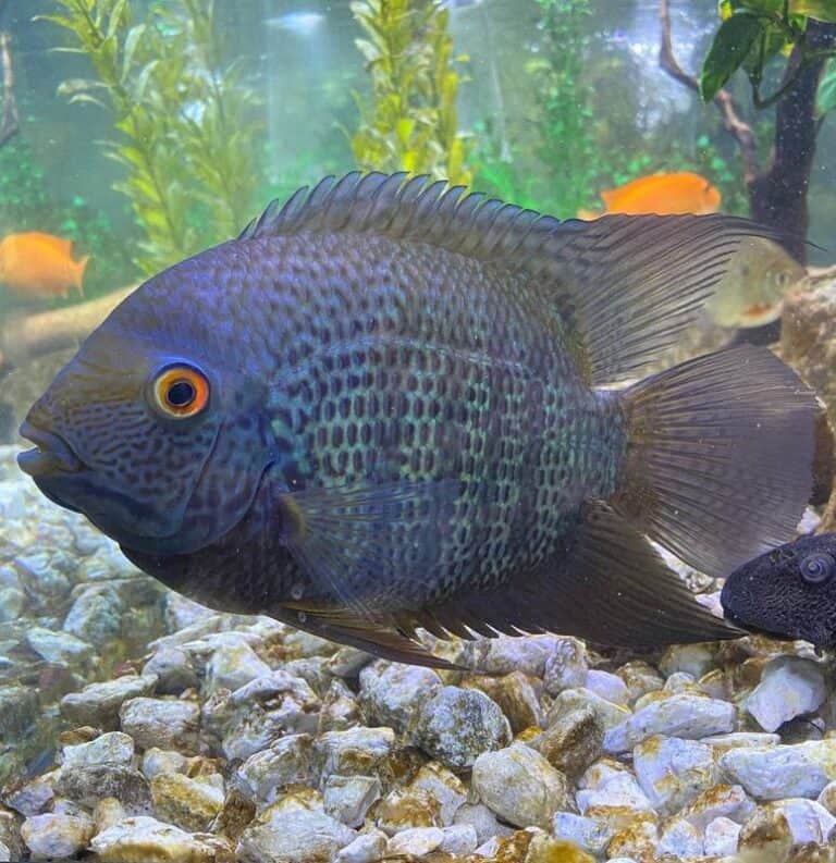 Severum Cichlid: Types, Care, Tank Mates & More