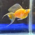 Balloon Molly Fish: Appearance, Types & Care
