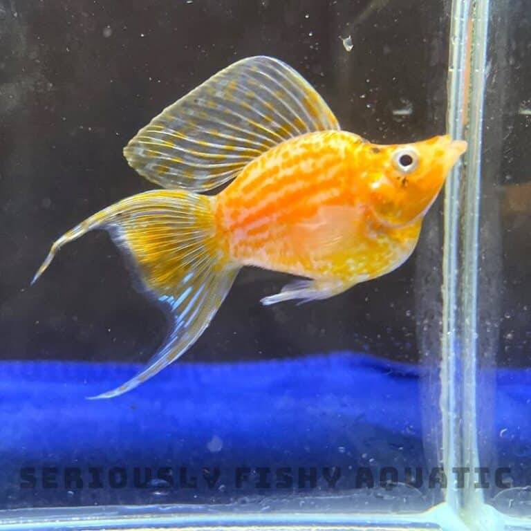 Balloon Molly Fish: Appearance, Types & Care