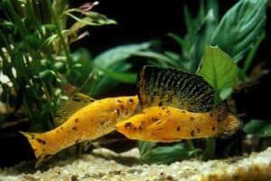 9 Aquarium Fish that Eats Poop: Misconceptions & Triggers