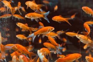 7 Reasons Why Do Fish Jump out Of Tank - The Aquarium Life