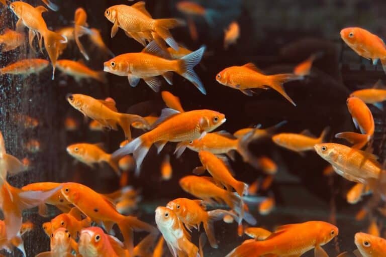 7 Reasons Why Do Fish Jump out Of Tank - The Aquarium Life