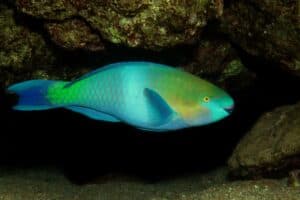 9 Aquarium Fish that Eats Poop: Misconceptions & Triggers