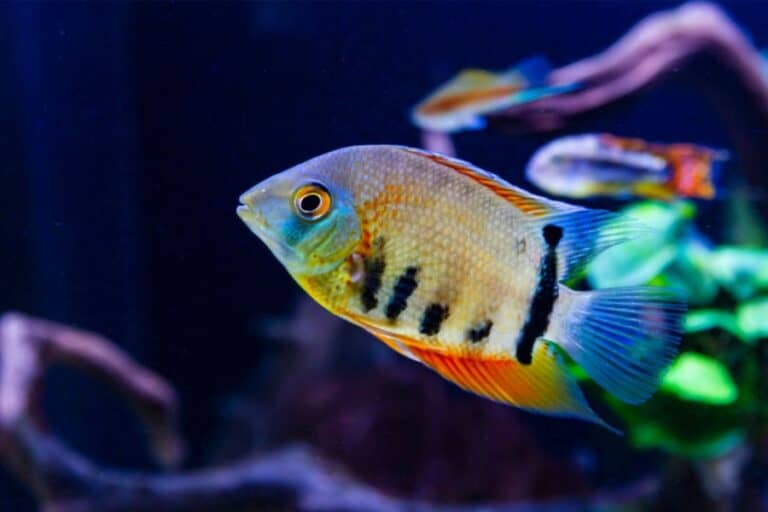 Severum Cichlid: Types, Care, Tank Mates & More
