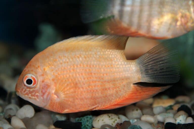 Severum Cichlid: Types, Care, Tank Mates & More