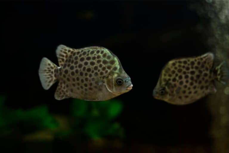 9 Aquarium Fish that Eats Poop: Misconceptions & Triggers