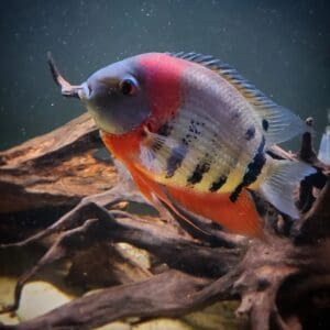 Severum Cichlid: Types, Care, Tank Mates & More