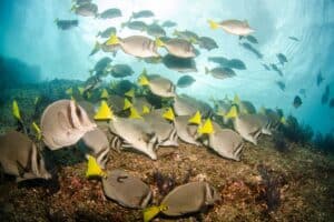 9 Aquarium Fish that Eats Poop: Misconceptions & Triggers