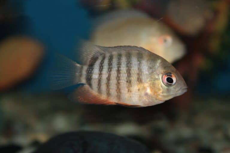 Severum Cichlid: Types, Care, Tank Mates & More