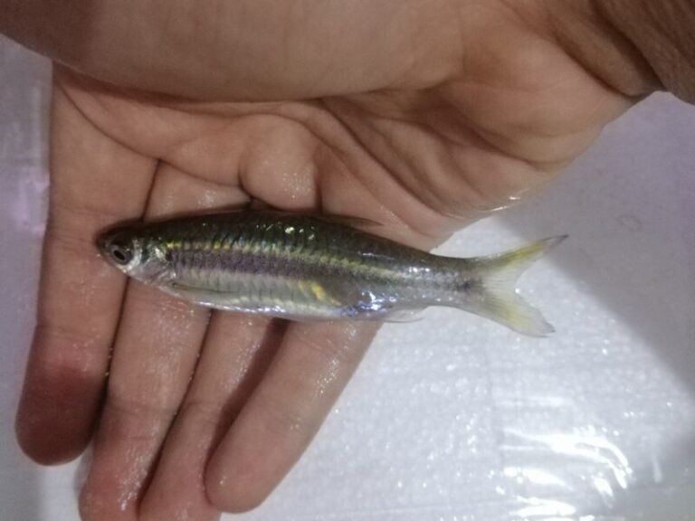 11 Stunning Types of Rasbora for Beginners