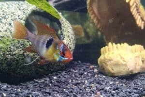 9 Aquarium Fish that Eats Poop: Misconceptions & Triggers