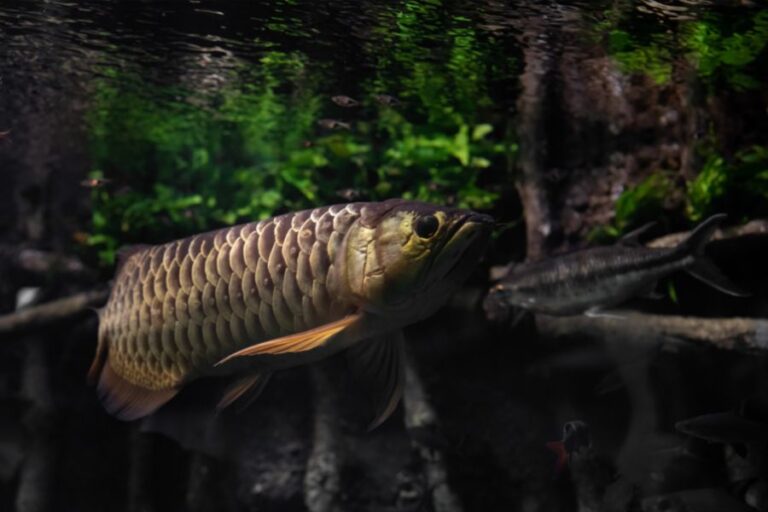 30 Coolest Freshwater Fish For Your Aquarium