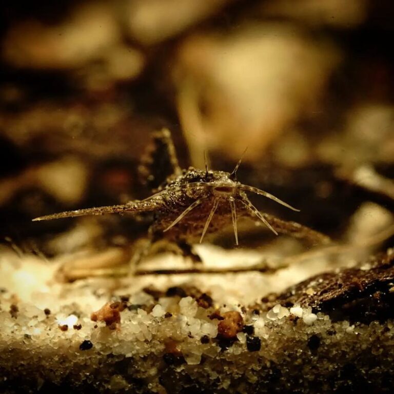 Top 15 Aquarium Catfish Types: Which is Best For You?