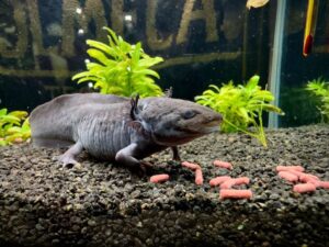What Do Axolotls Eat? (Top 8 Nutritious Food) - The Aquarium Life