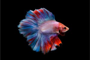 Halfmoon Betta Fish: Types & Care - The Aquarium Life