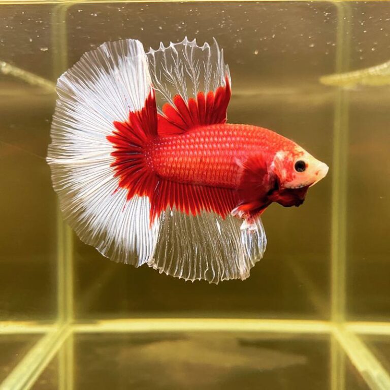 Halfmoon Betta Fish: Types & Care - The Aquarium Life