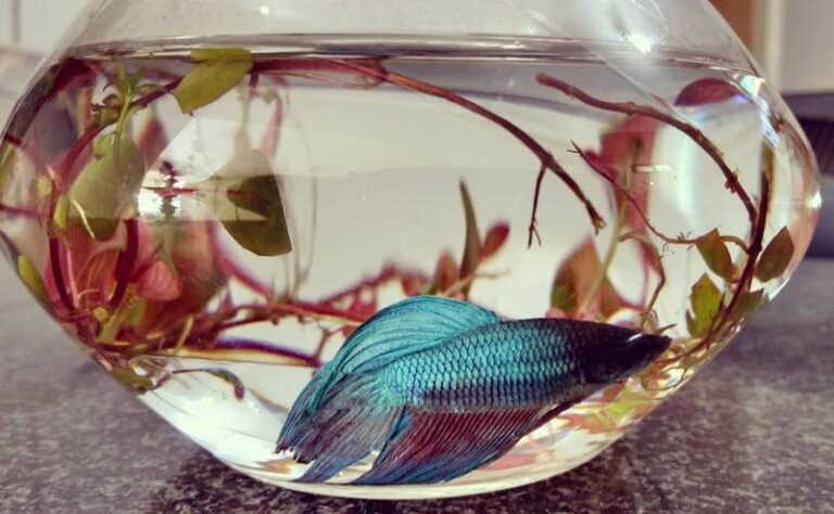 Stressed Betta Fish: Causes, Signs & How To Help