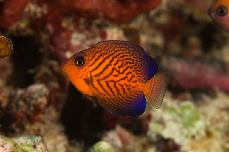 13 Most Popular & Beautiful Tang Fish Types