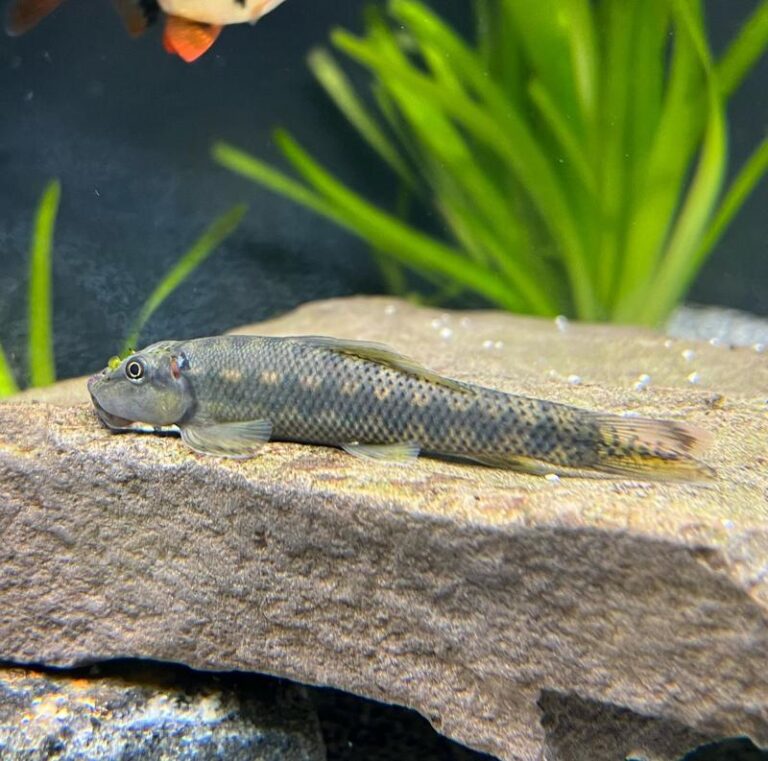 Top 15 Aquarium Catfish Types: Which is Best For You?