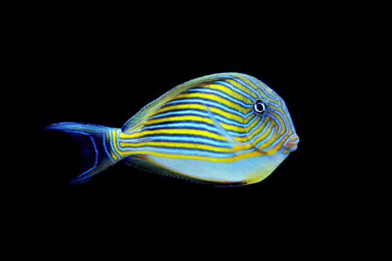 13 Most Popular & Beautiful Tang Fish Types