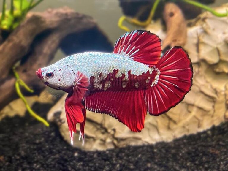 Halfmoon Betta Fish: Types & Care - The Aquarium Life