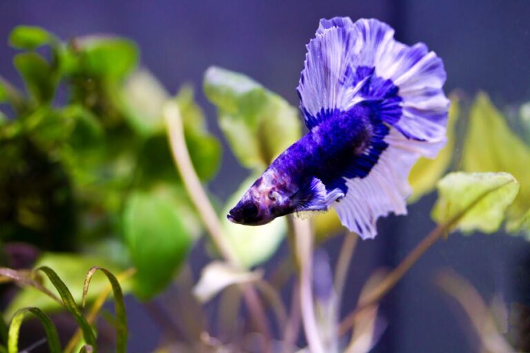 Halfmoon Betta Fish: Types & Care - The Aquarium Life