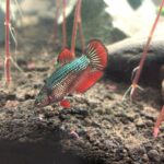 Halfmoon Betta Fish: Types & Care - The Aquarium Life