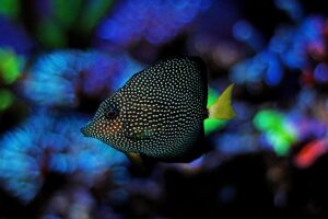 13 Most Popular & Beautiful Tang Fish Types