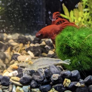 Can Shrimp Live with Betta? (Yes & Care Guide)