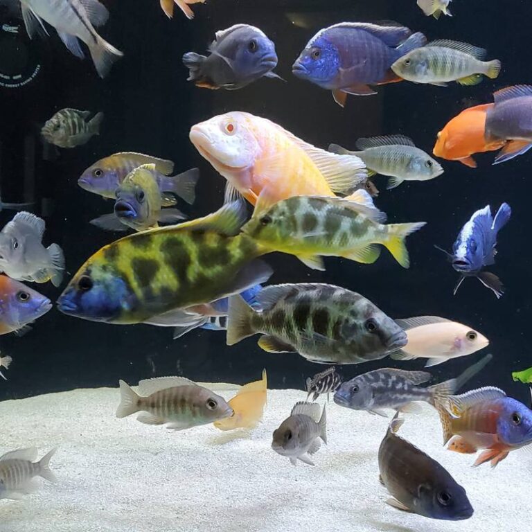 Giraffe Cichlid (Venustus): Size, Tank Mates & More