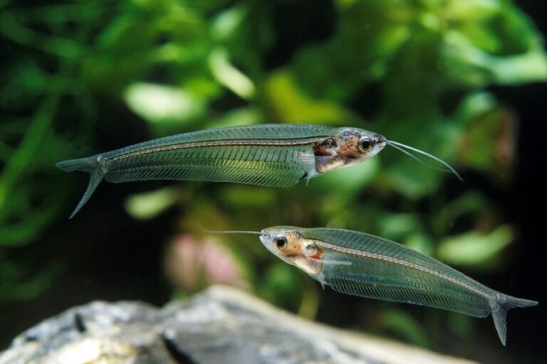 30 Coolest Freshwater Fish For Your Aquarium