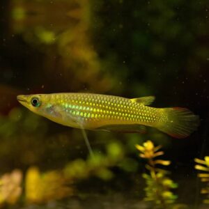 11 Best Top-Dwelling Fish For Your Tank - The Aquarium Life