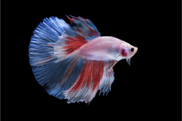 Halfmoon Betta Fish: Types & Care - The Aquarium Life
