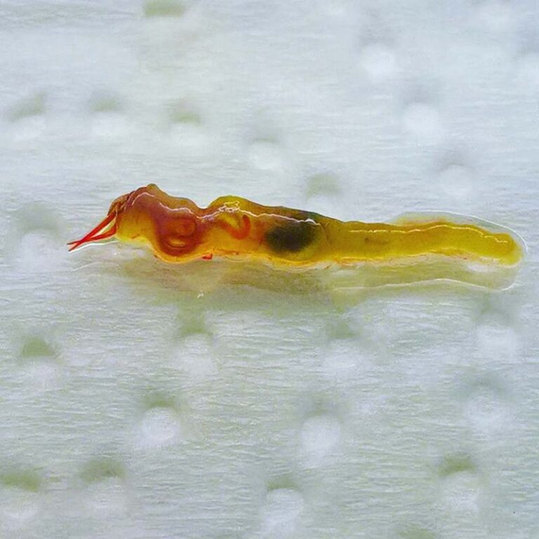 Camallanus Worms in Fish: Symptoms & Treatment - The Aquarium Life