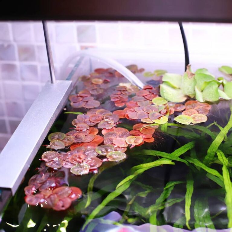 11 Best Floating Aquarium Plants: Authentic & Rooted