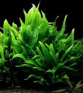 Java Fern: How to Plant and Care for - The Aquarium Life