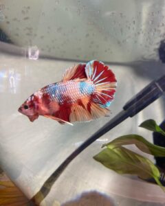 Halfmoon Betta Fish: Types & Care - The Aquarium Life