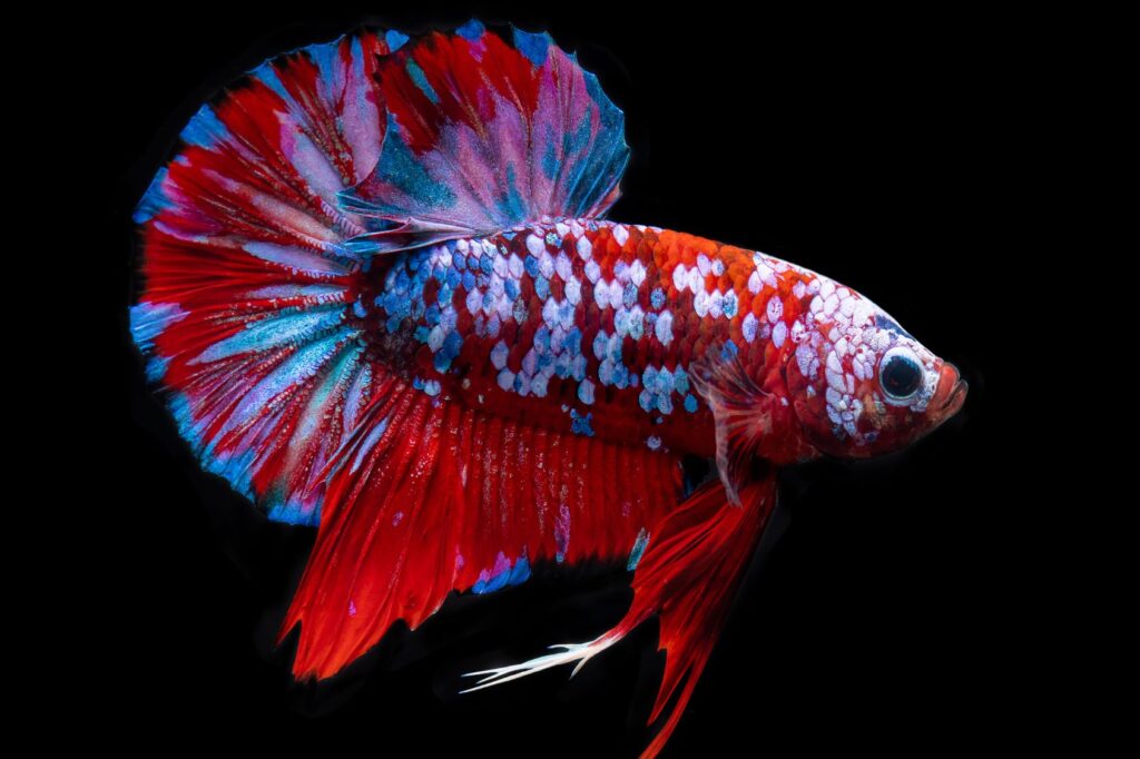 Halfmoon Betta Fish: Types & Care - The Aquarium Life