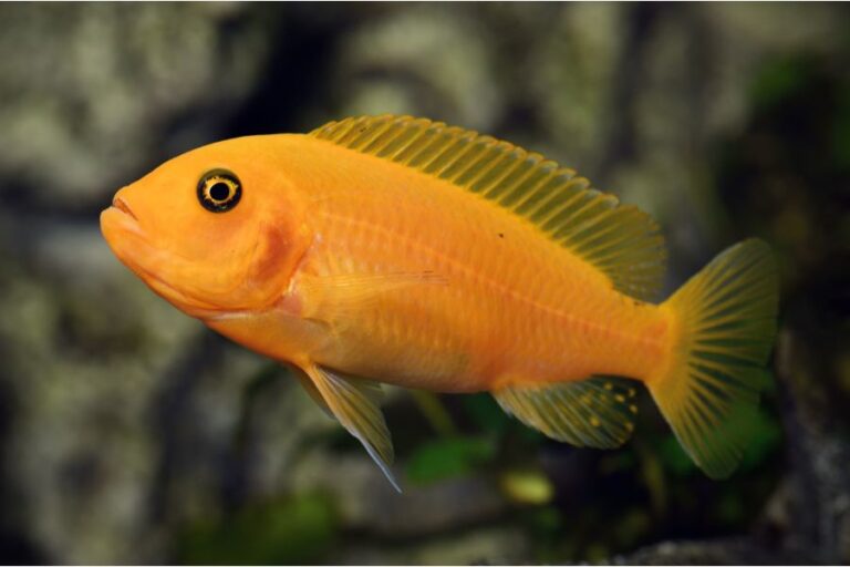 Red Zebra Cichlid Care: All You Need To Know